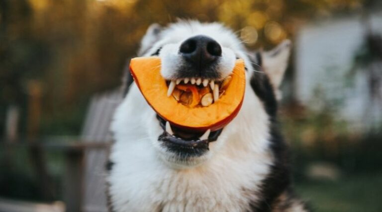 Husky Futter und Nahrung: Was essen Huskys am liebsten?