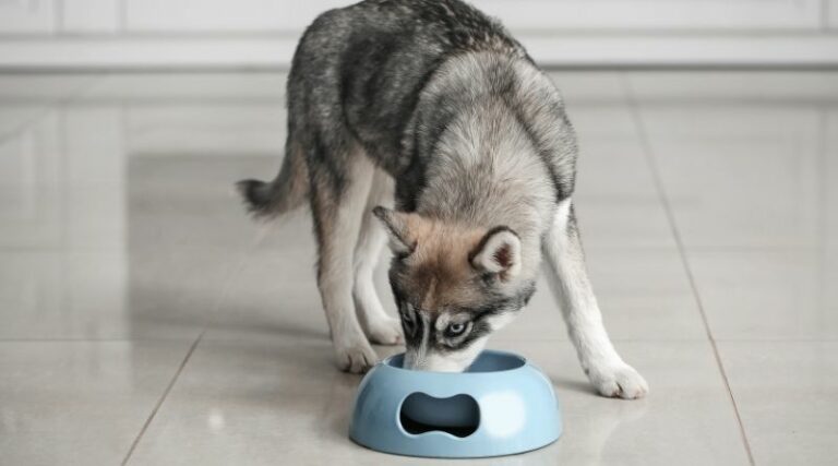 Husky Futter und Nahrung: Was essen Huskys am liebsten?