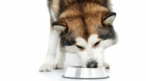 Husky Futter und Nahrung: Was essen Huskys am liebsten?